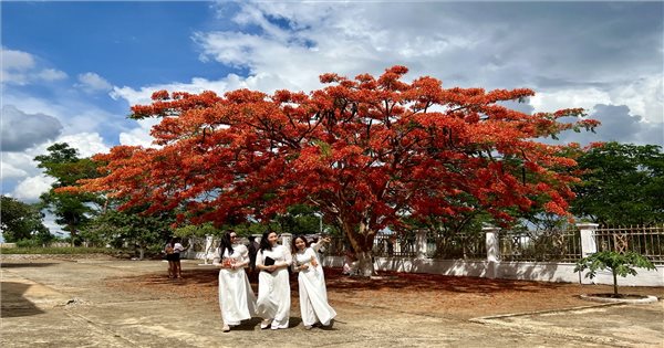 Bâng khuâng mùa hoa phượng | Báo Dân tộc và Phát triển